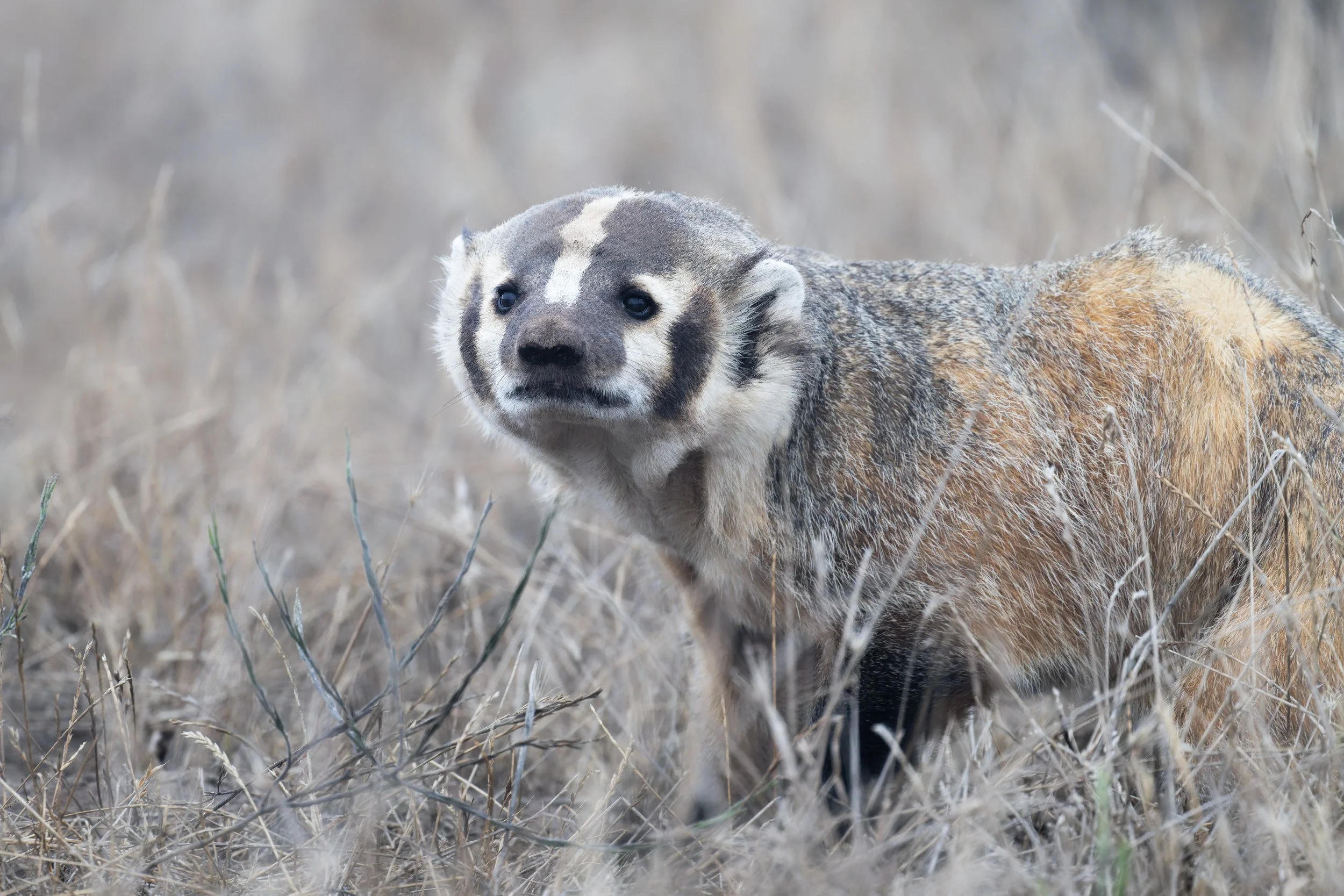 Nikon Z8 with the 800 Z VR S - a Wildlife Photographer’s Review — Oxbow ...