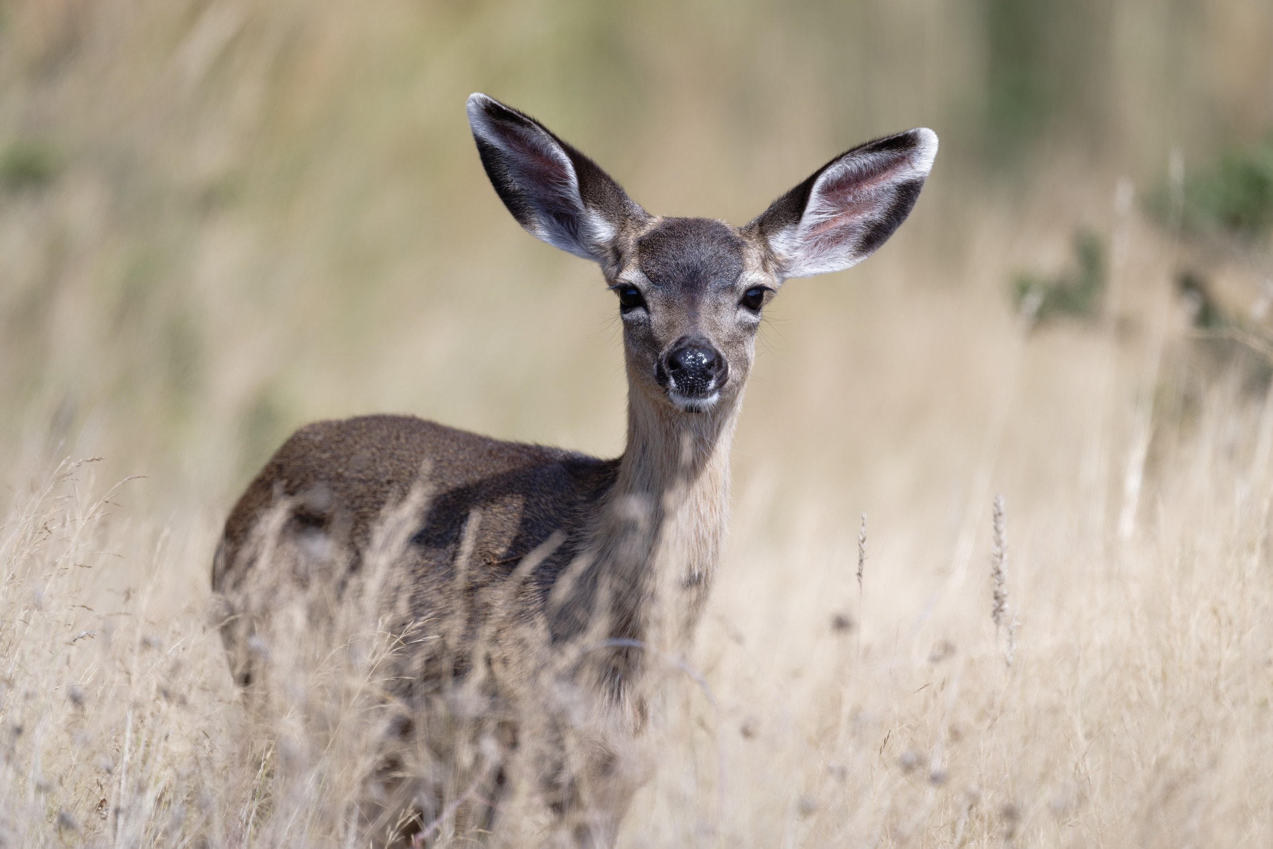 Nikon Z8 with the 800 Z VR S - a Wildlife Photographer’s Review — Oxbow ...