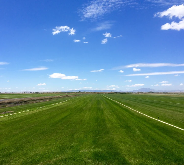 A visit to Delta Bluegrass — Wild Things Garden Design