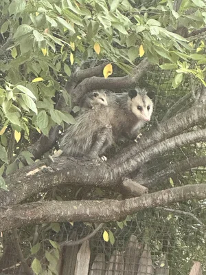 Oh hello, Weird Cat! — Wild Things Garden Design