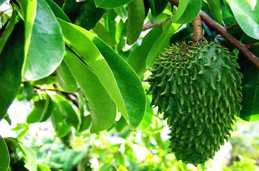 How to Make Soursop Tea — Villiers Valley
