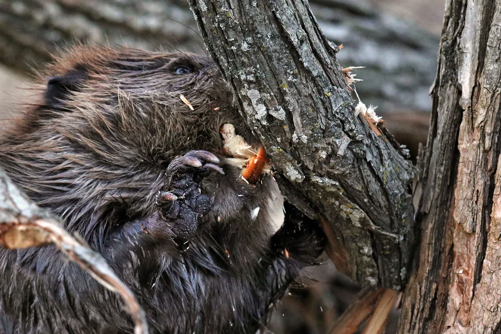 Beaver Photos: Felling Trees & Building Dams