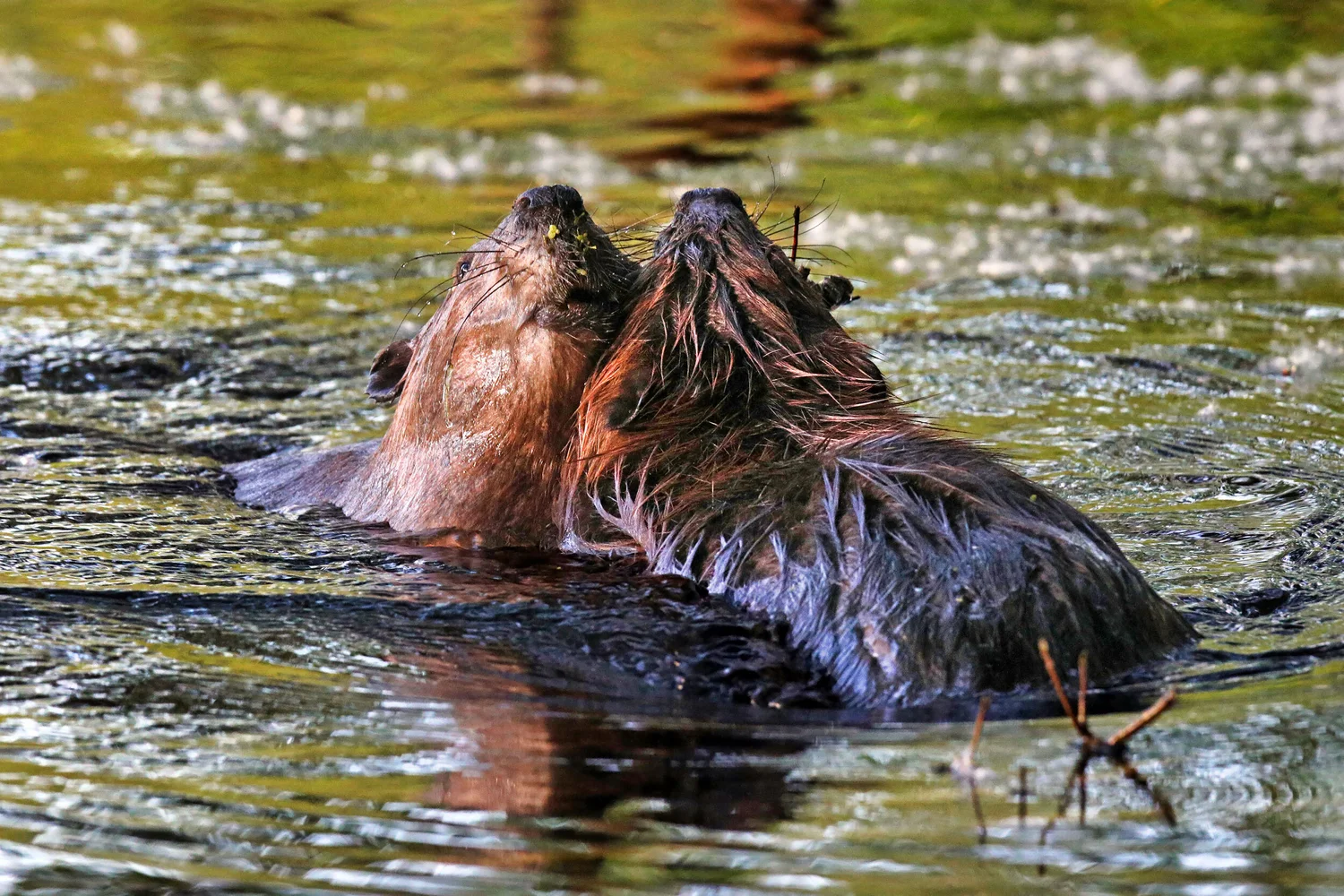 Beaver Photos: Playing & Interacting