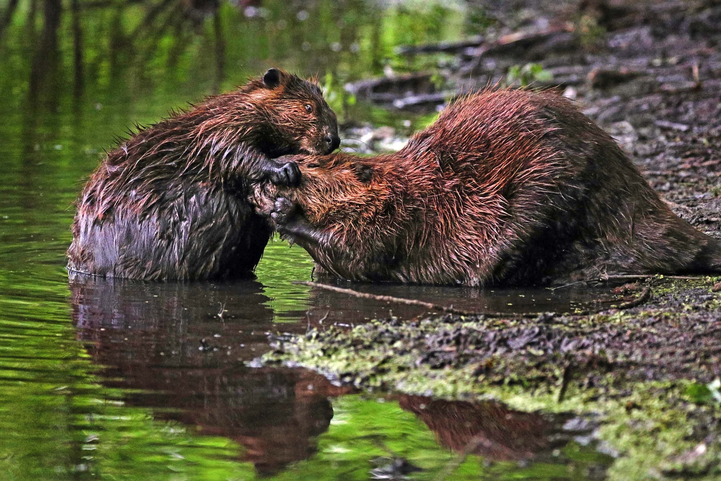 Beaver Photos: Baby Beaver Kits