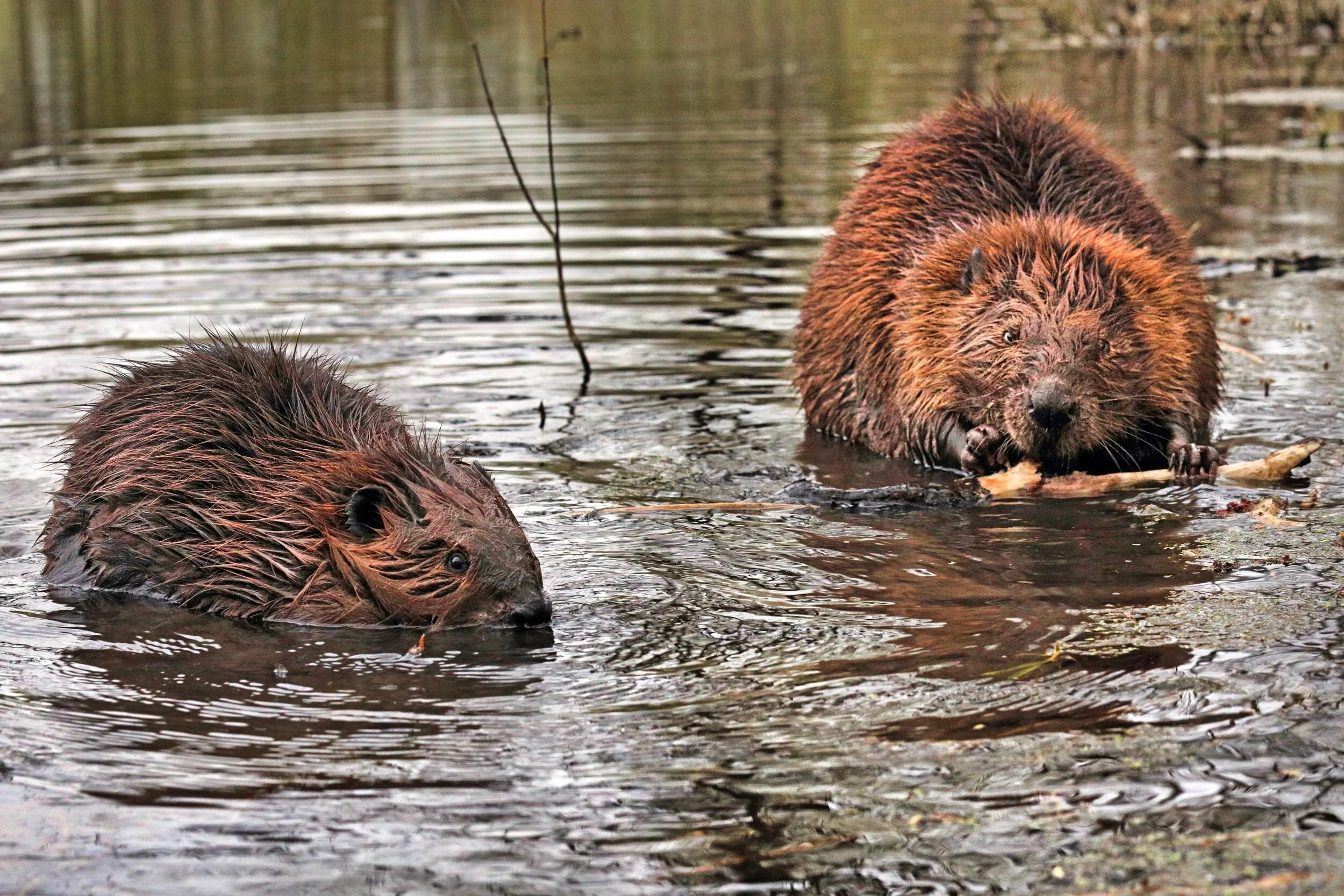 Beaver Photos: Baby Beaver Kits