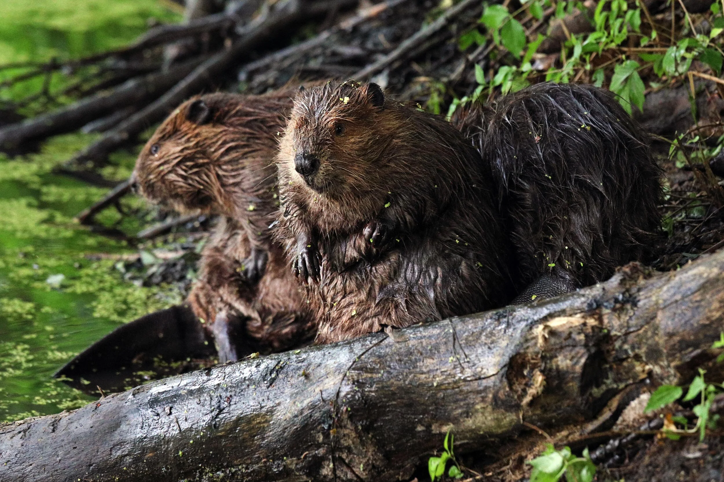 Beaver Photos: Baby Beaver Kits