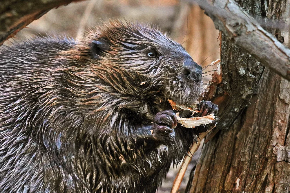 The Beaver Lodge