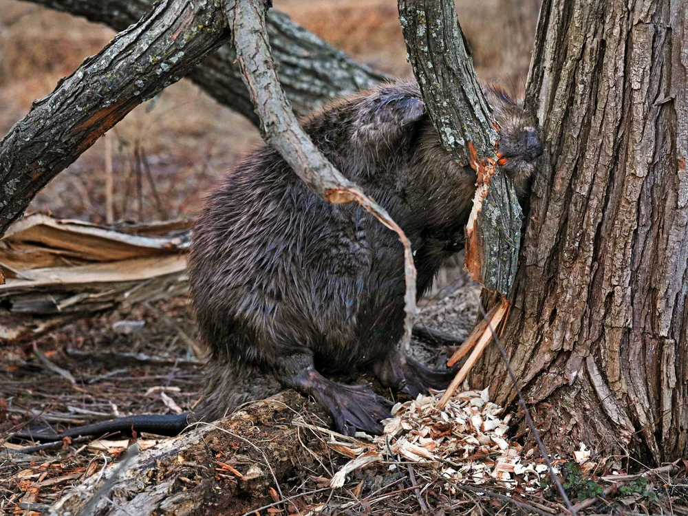 Beaver Photos: Felling Trees & Building Dams