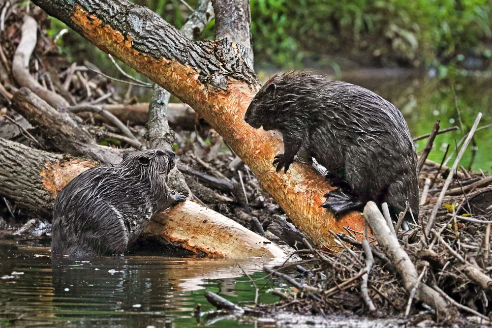Beaver Photos: Swimming, Diving, Grooming, Tail Slapping