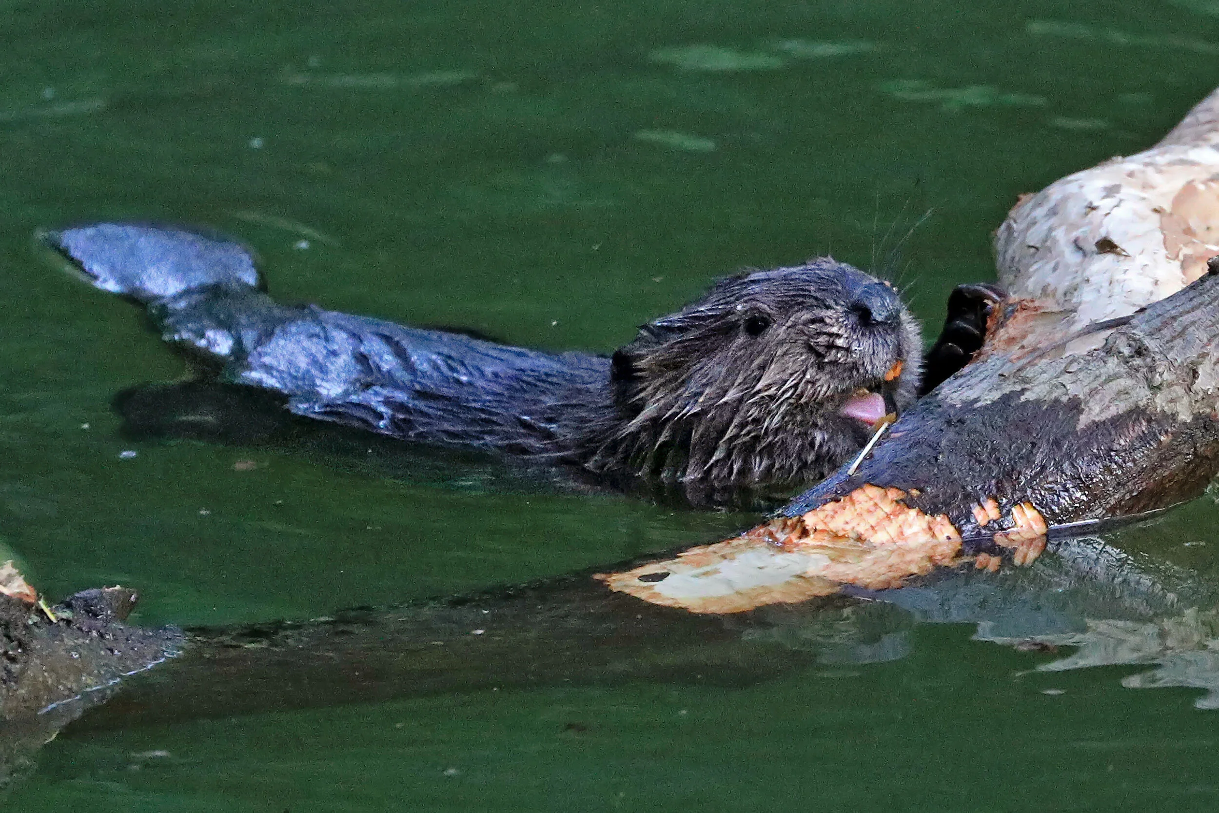 Beaver Photos: Baby Beaver Kits