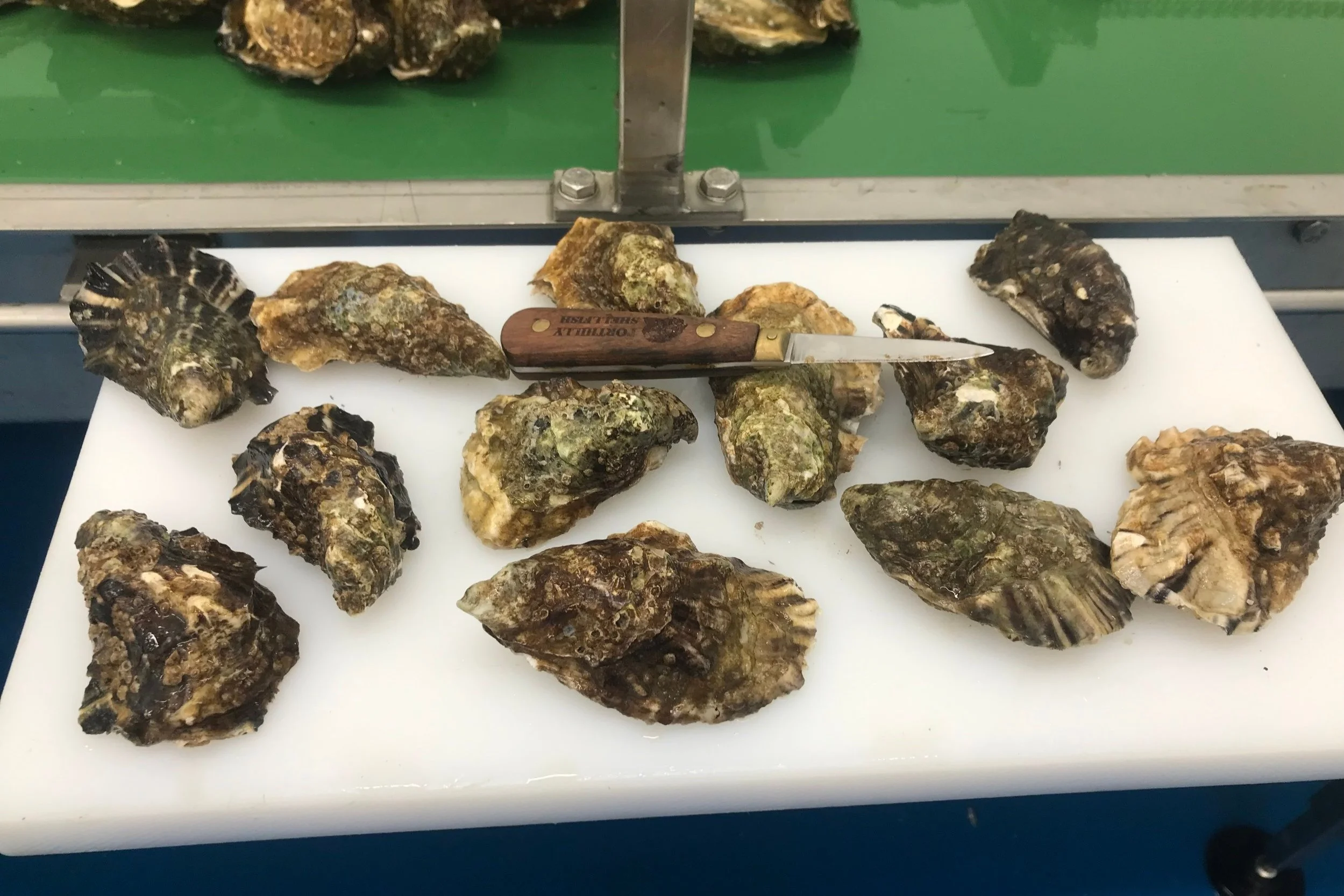 About — Porthilly Shellfish
