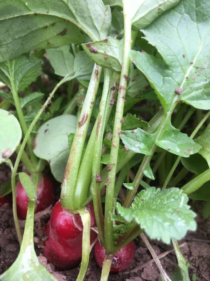 Wilkesley Vegetable Hampers