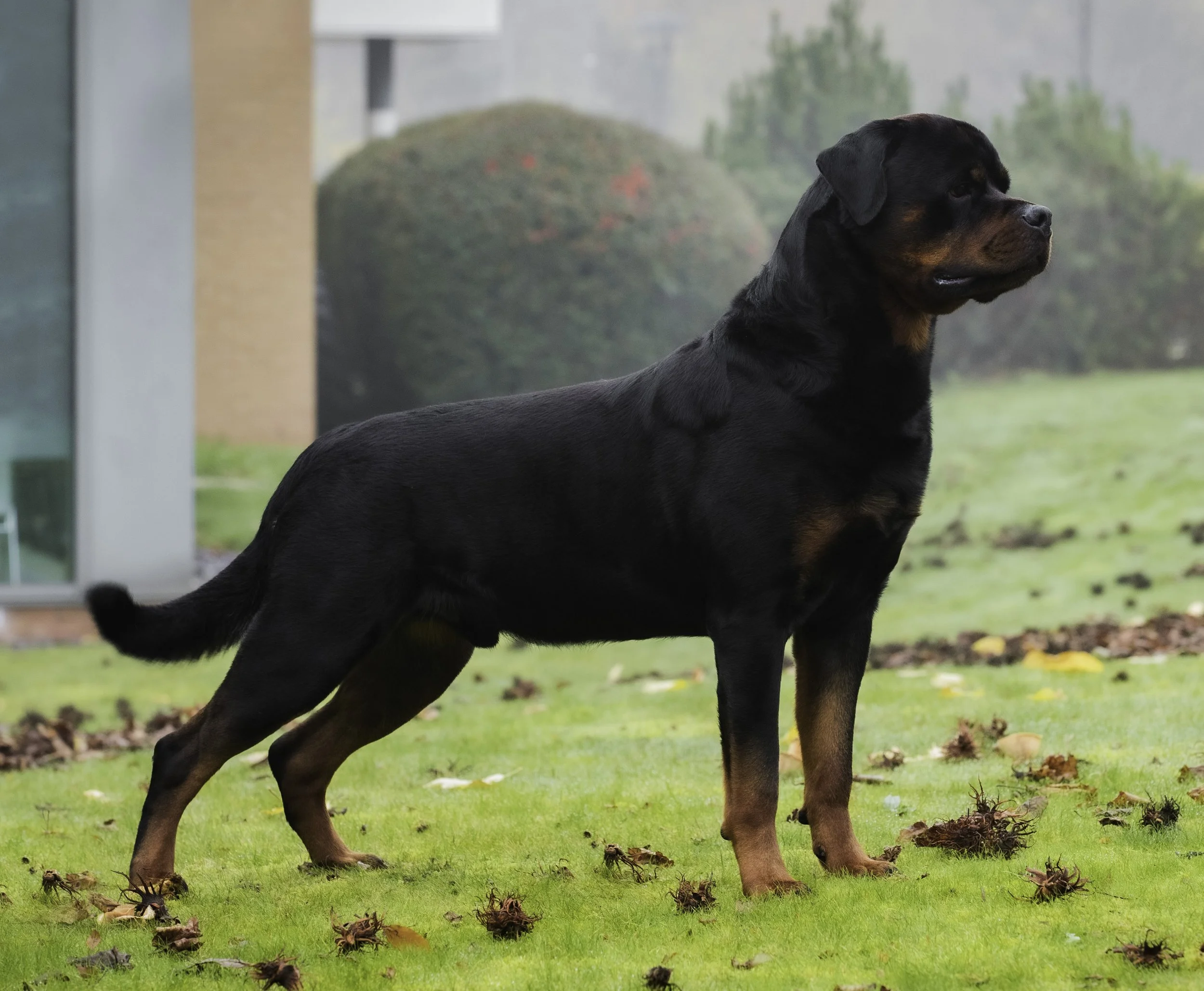 Rottweiler Males — FANTASA TEAM VORMUND