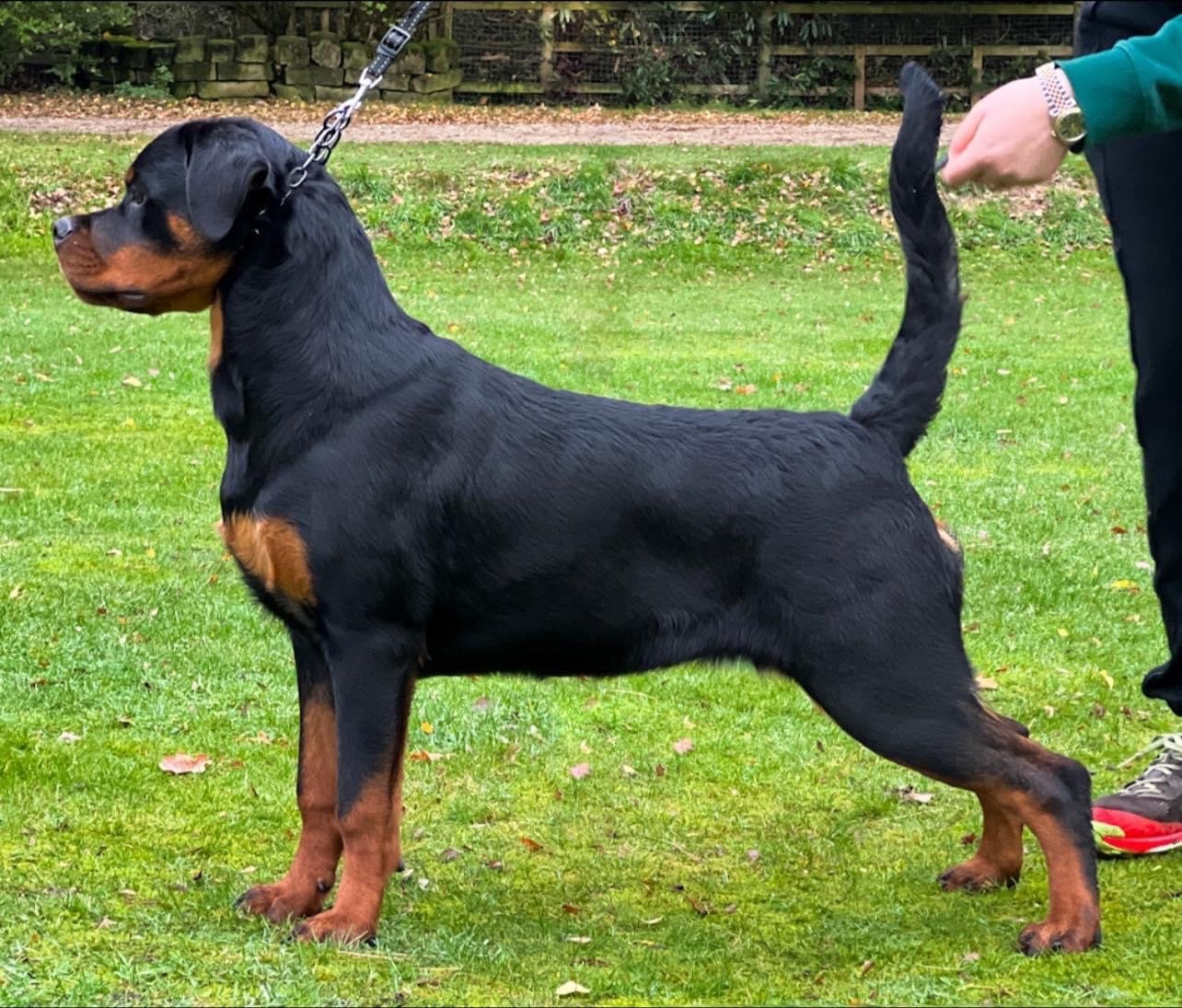 Rottweiler Females — FANTASA TEAM VORMUND