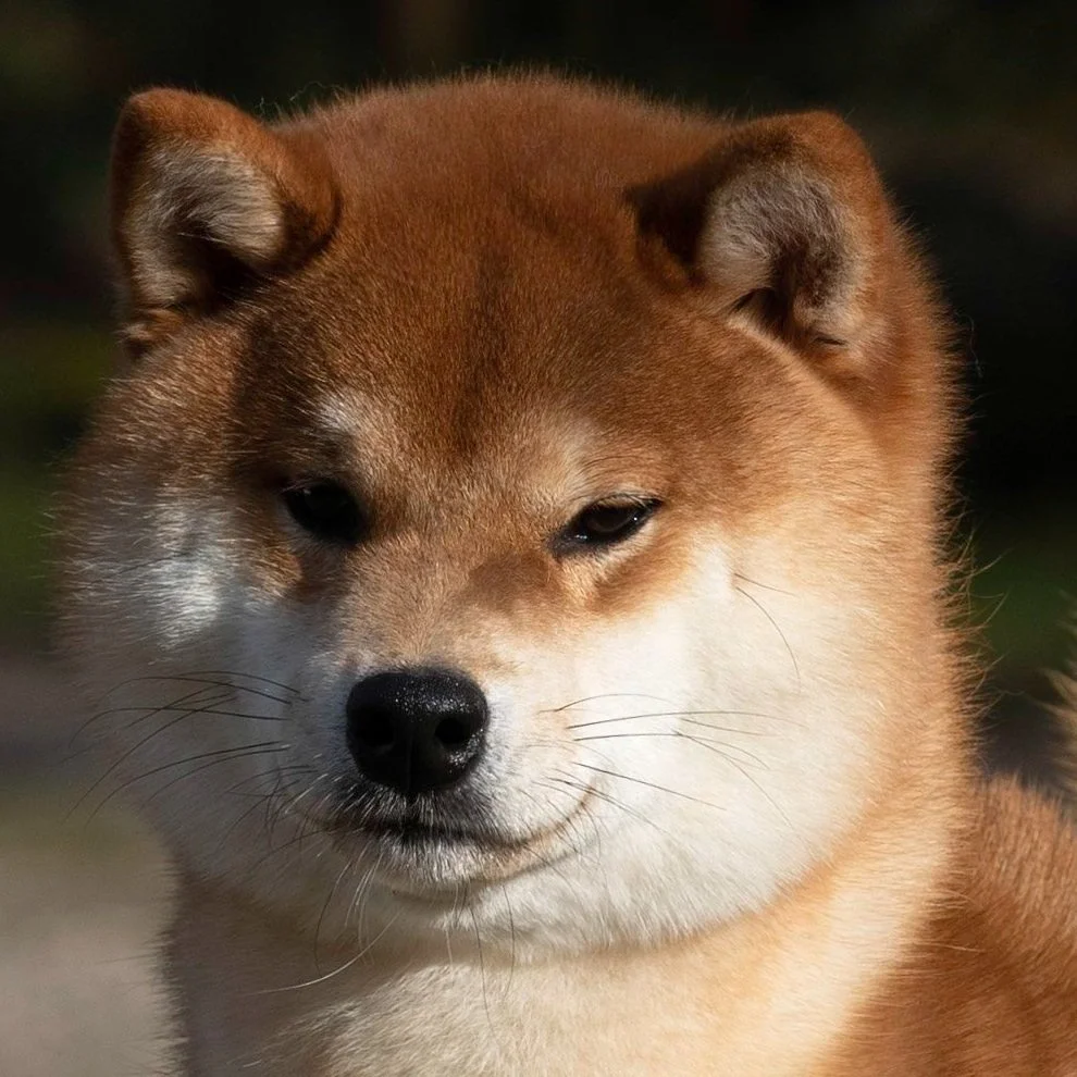 Shiba Males — FANTASA TEAM VORMUND