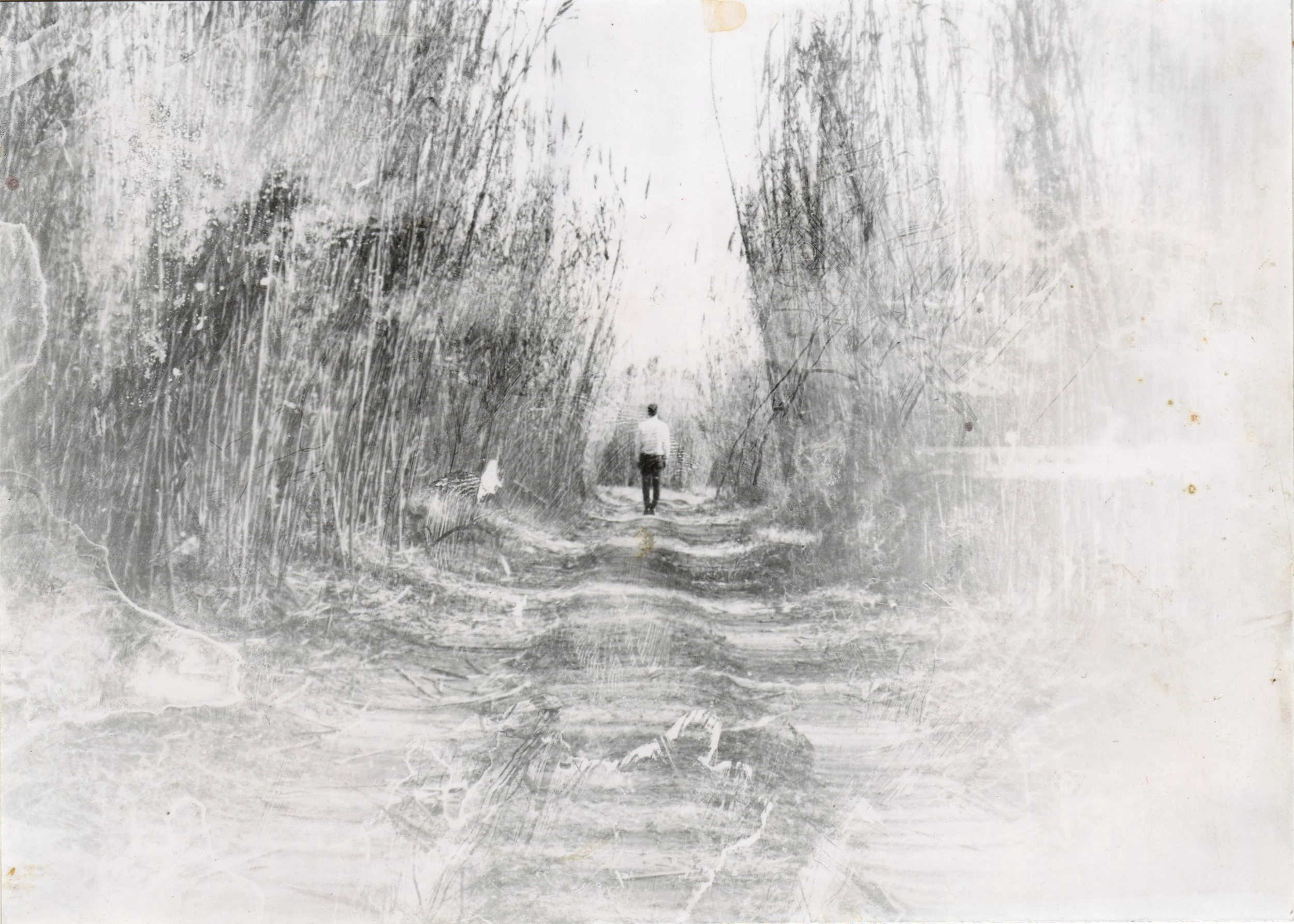 Marc Ávila Català | Floresta III