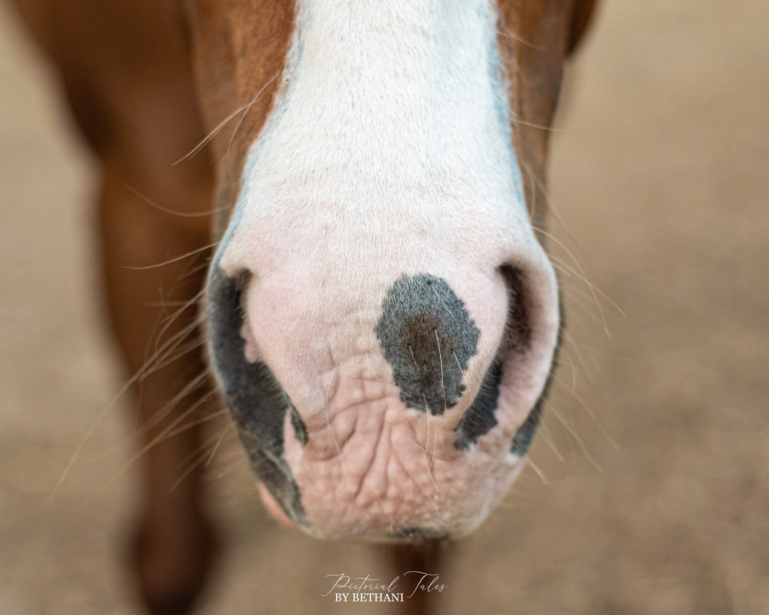 Smokey Chestnut Farm Rescue