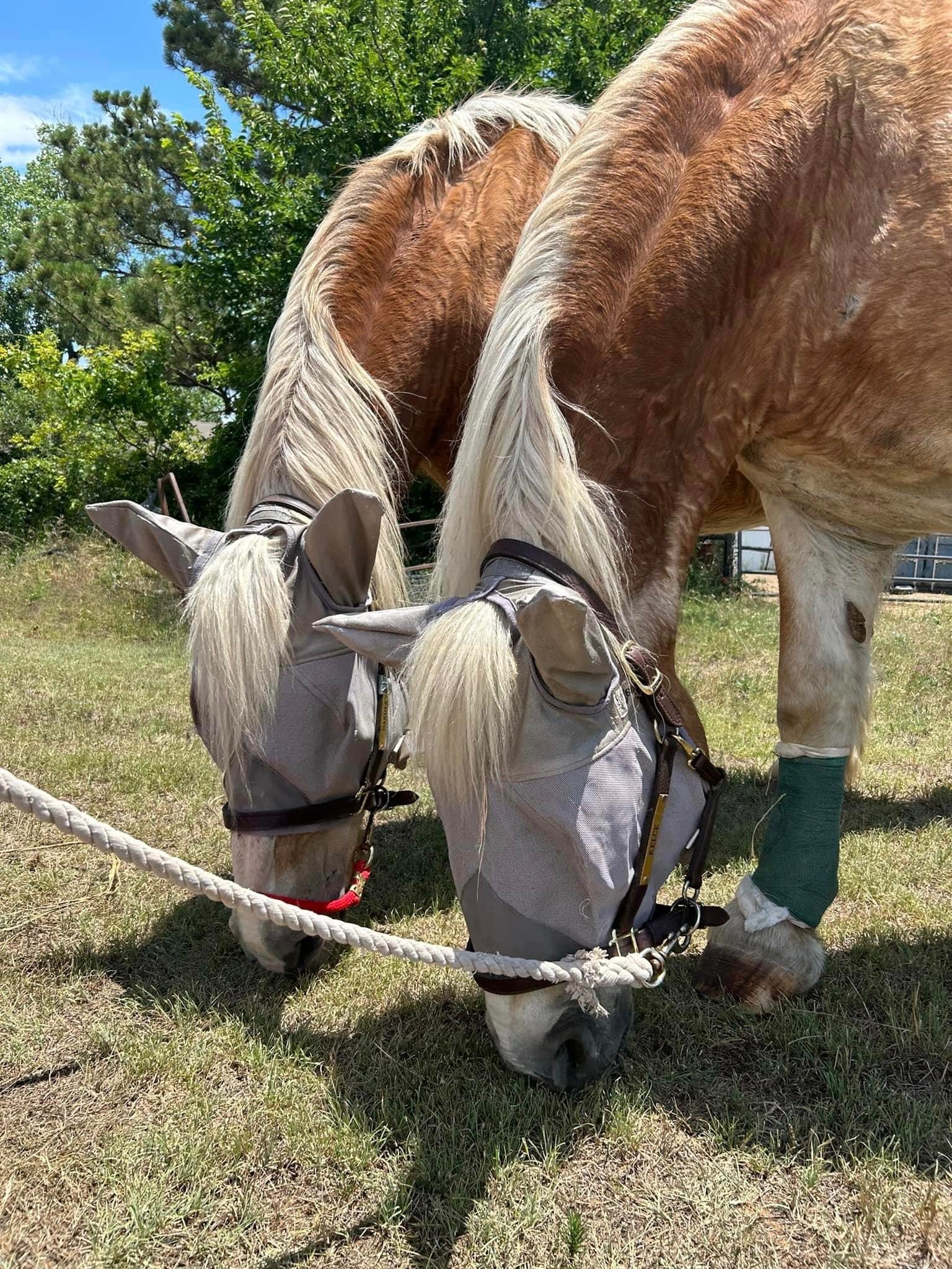 Smokey Chestnut Farm Rescue