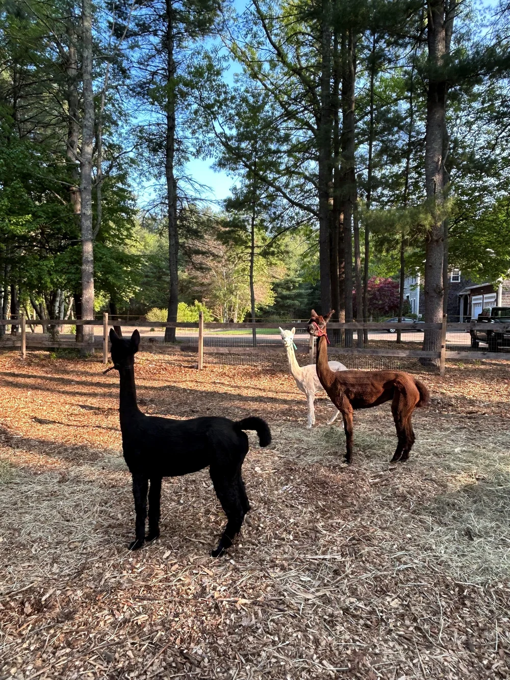 Smokey Chestnut Farm Rescue