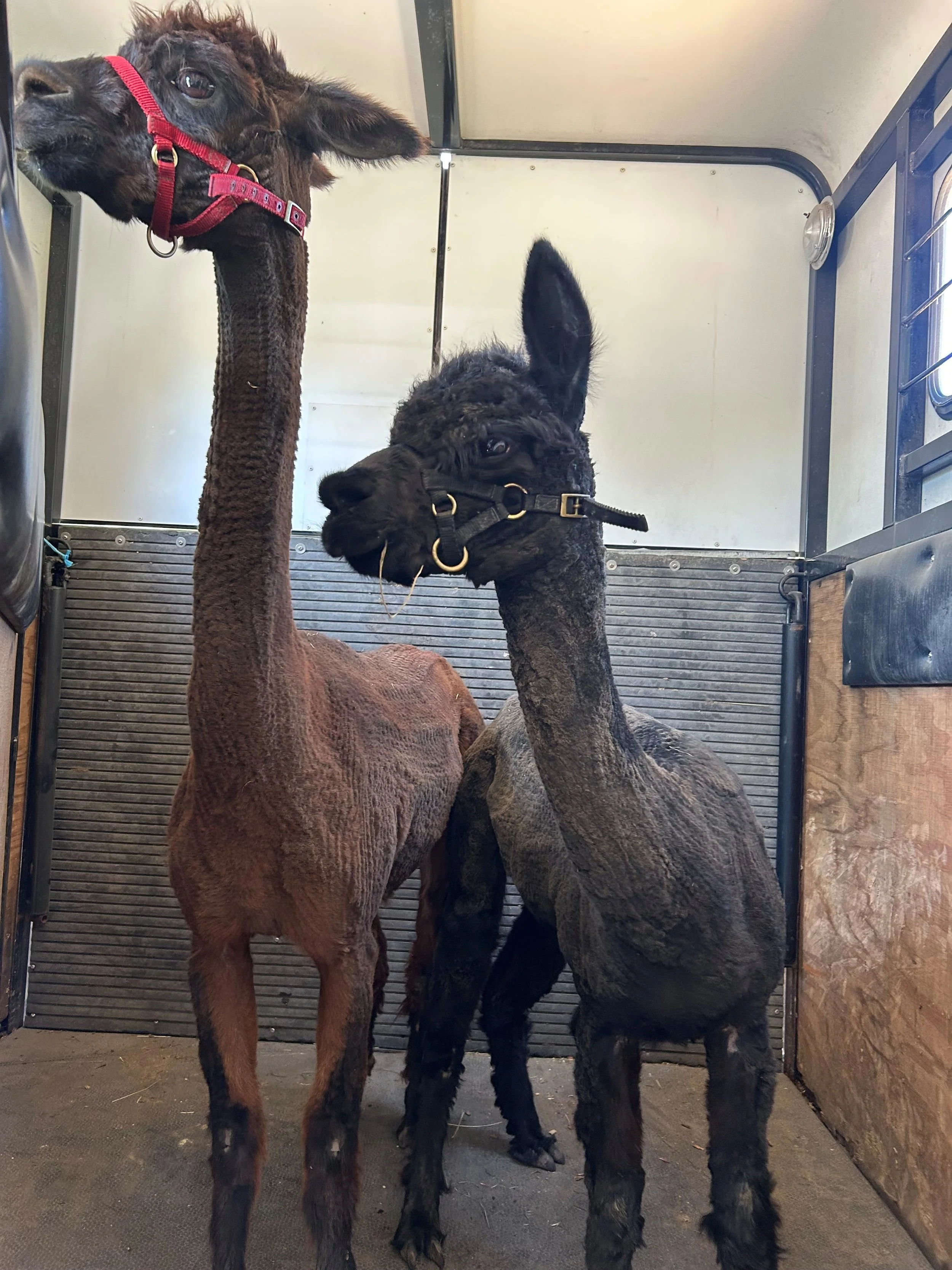 Smokey Chestnut Farm Rescue