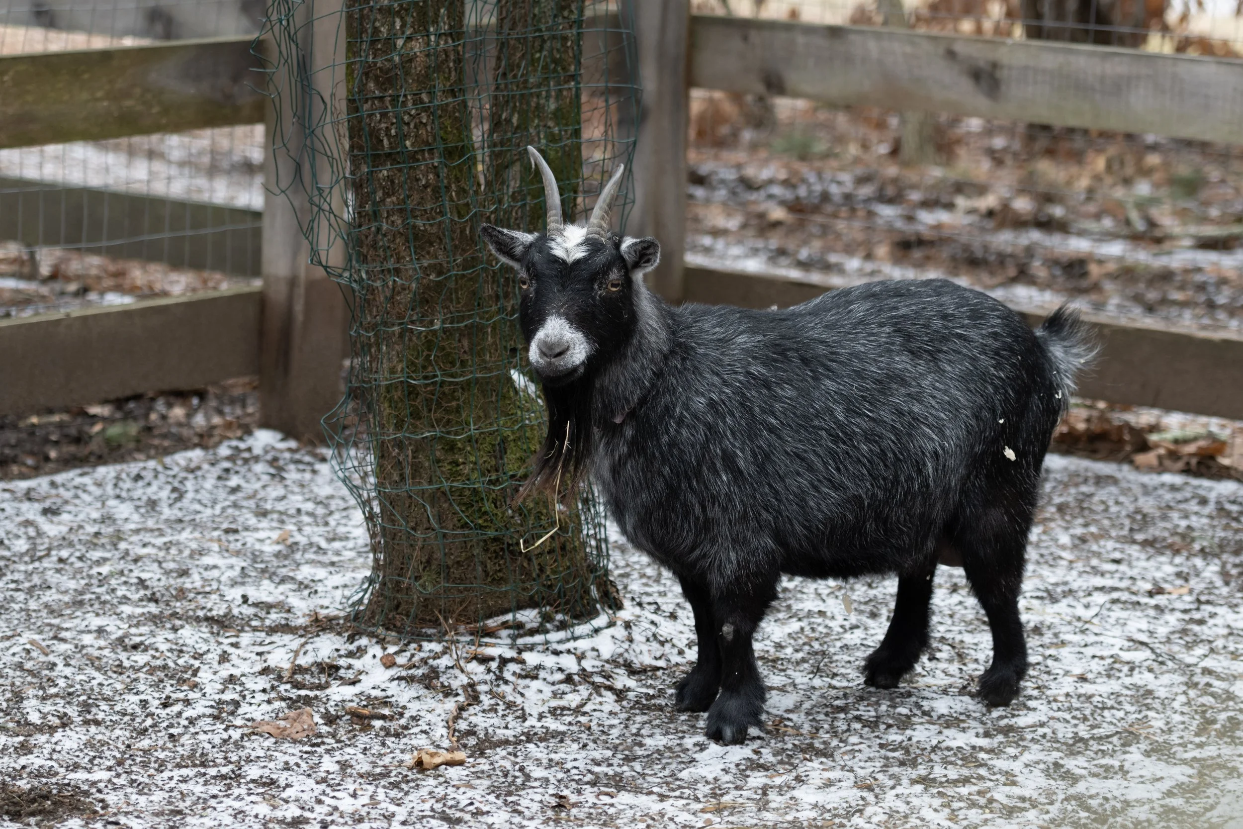 Smokey Chestnut Farm Rescue