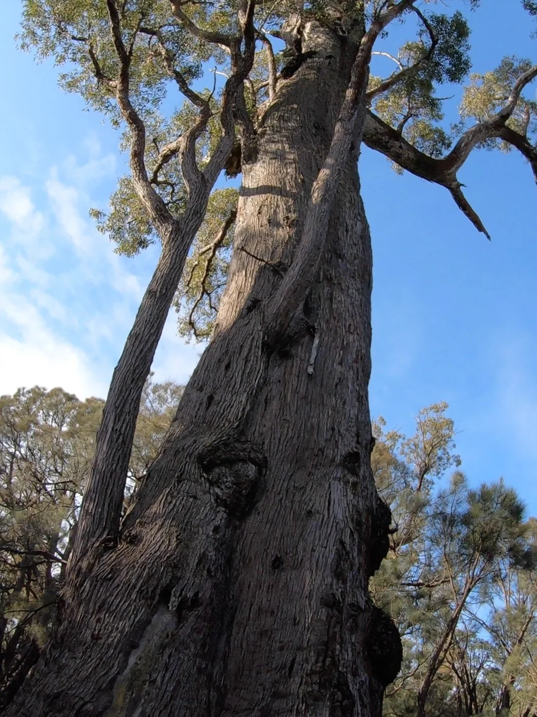 Jarrah