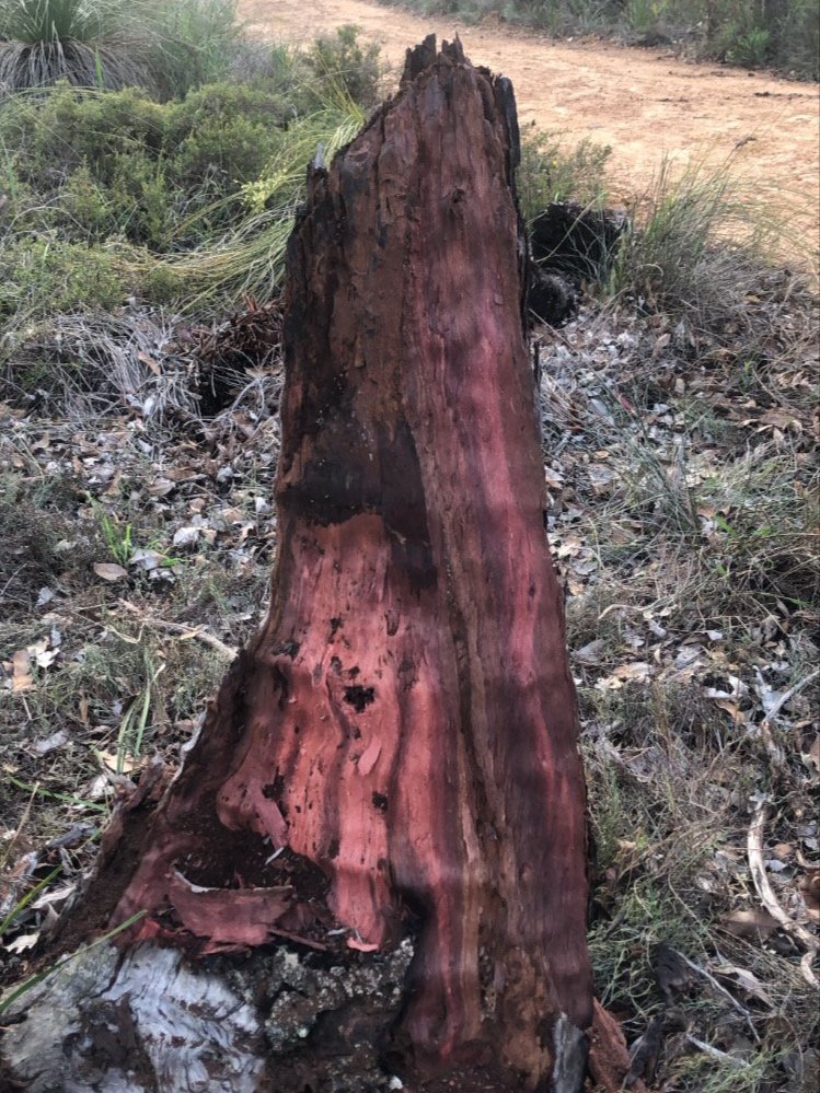 Jarrah