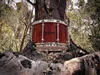 Jarrah