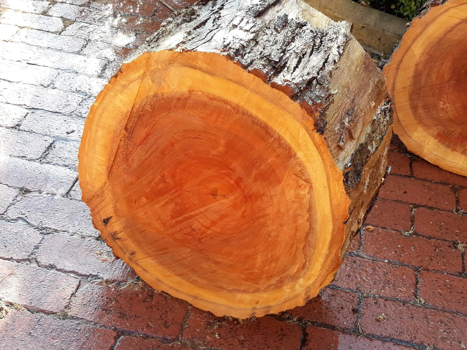 River Red Gum