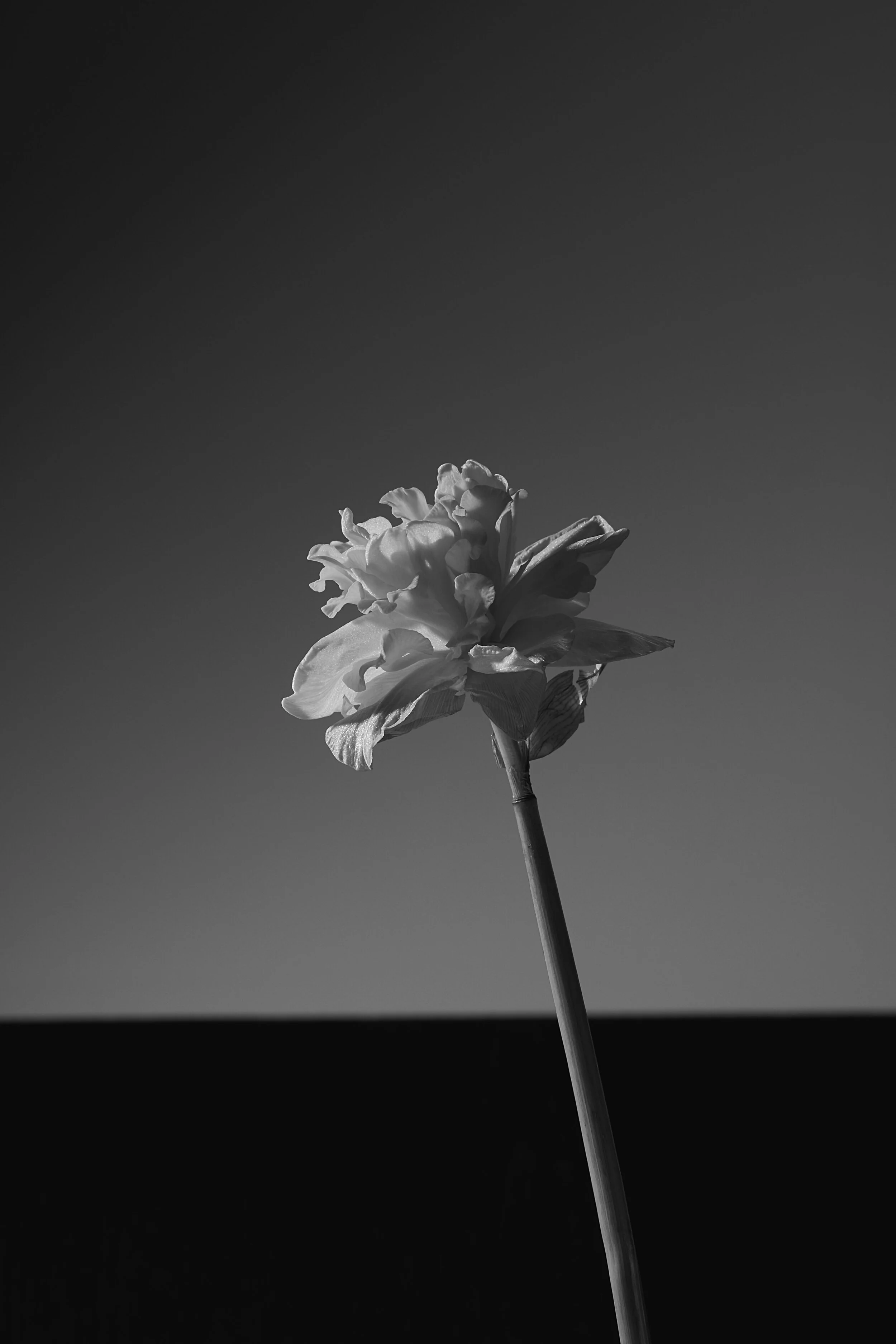 Still Life Photography Black And White Flowers
