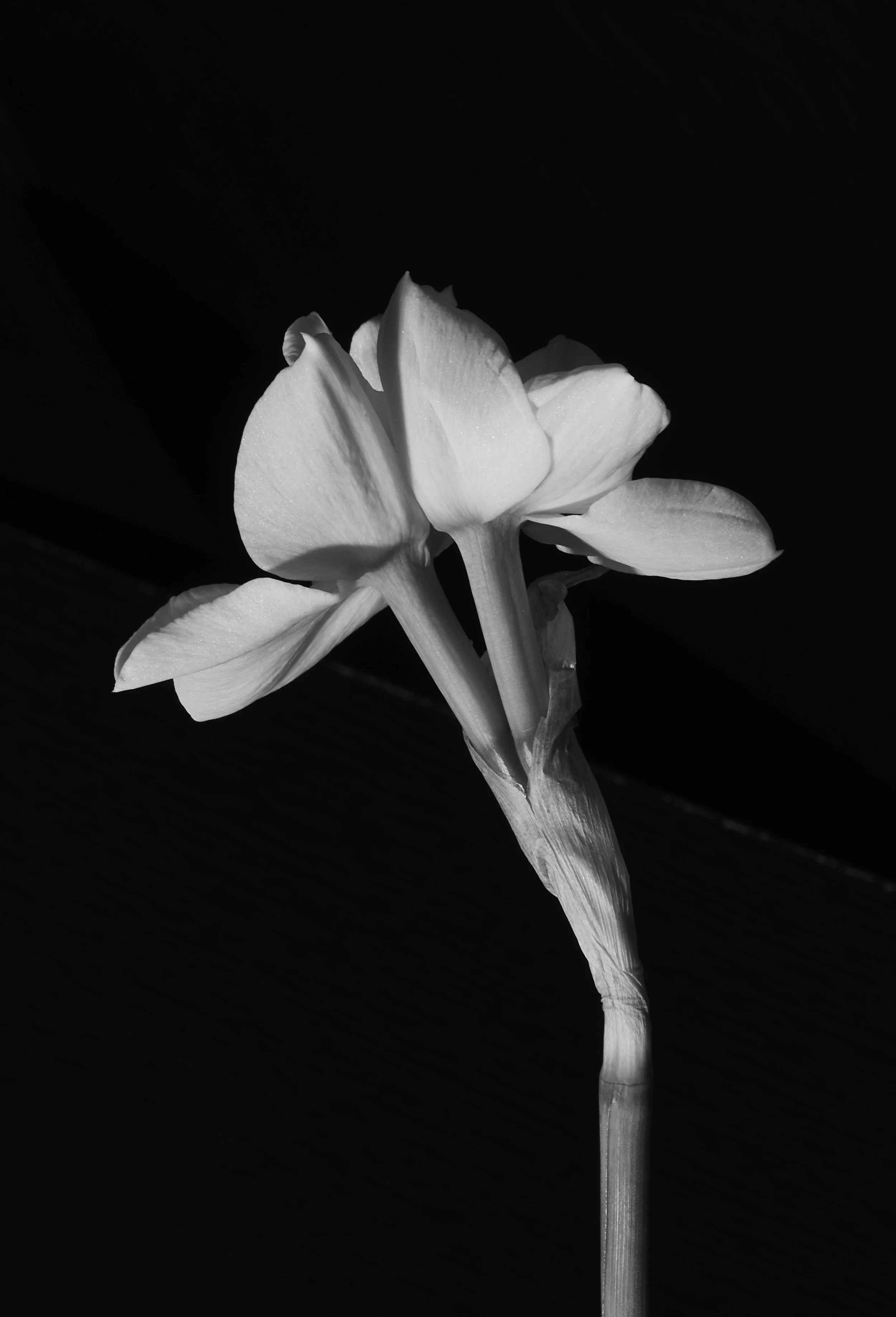 Victoria Cook Photography