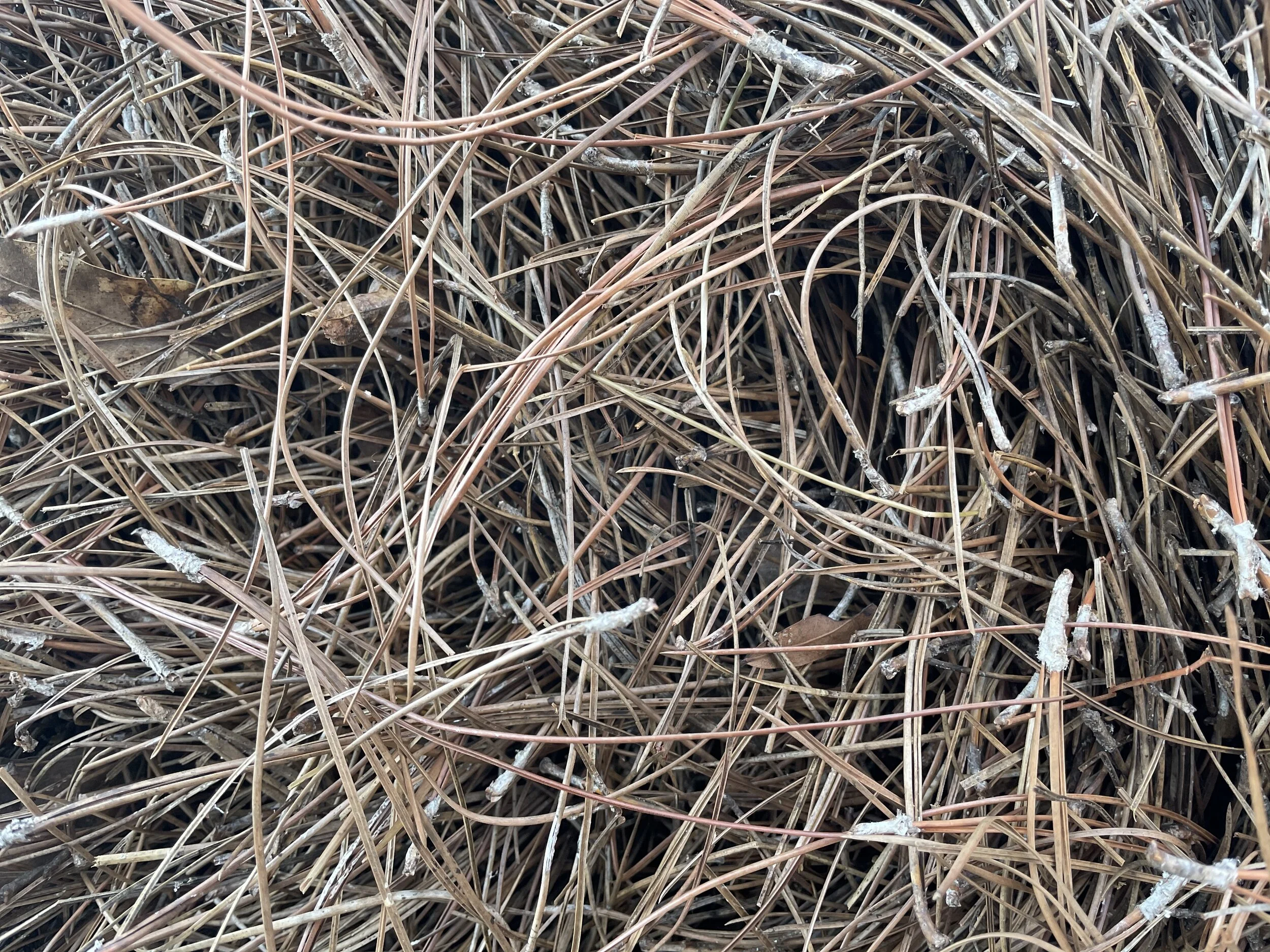 Longleaf Pine Straw Bale — TryPinestraw.com (Cincinnati Pine Mulch LLC)