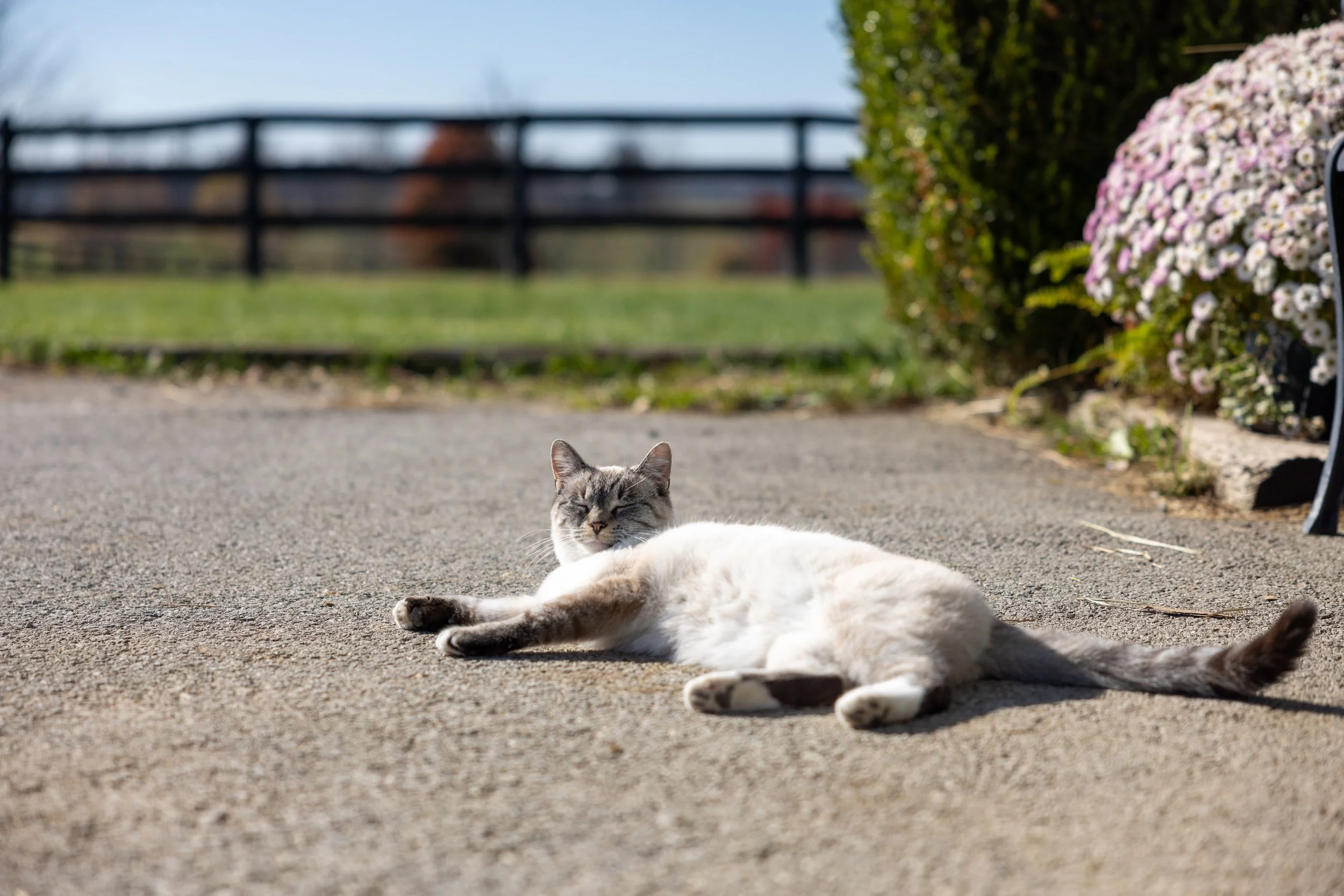 The Working Cat Project