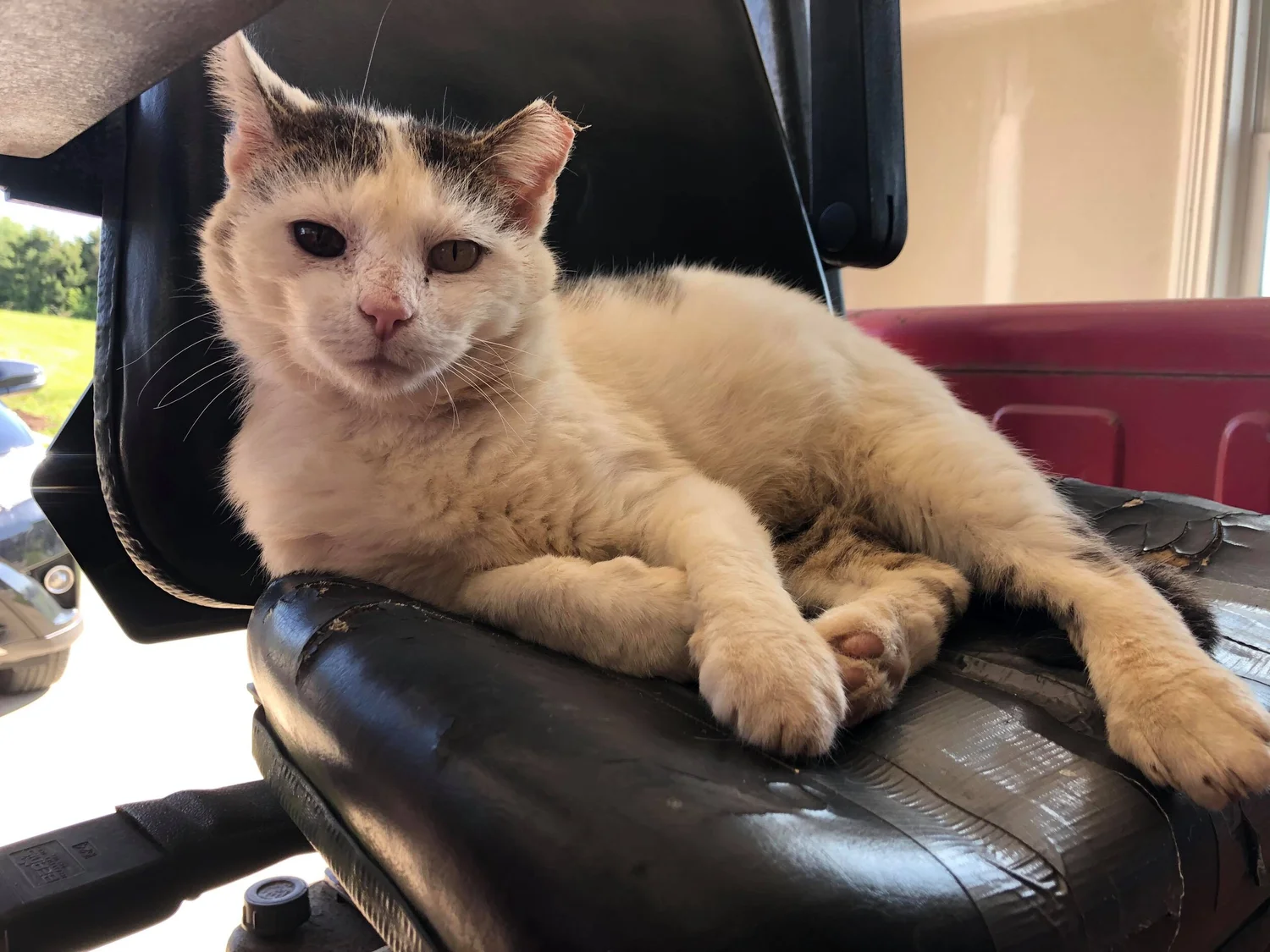 FAQs — The Working Cat Project