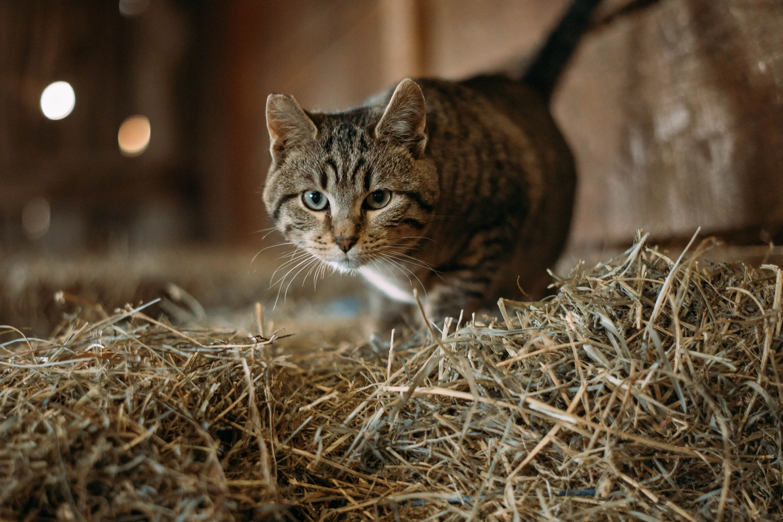 The Working Cat Project
