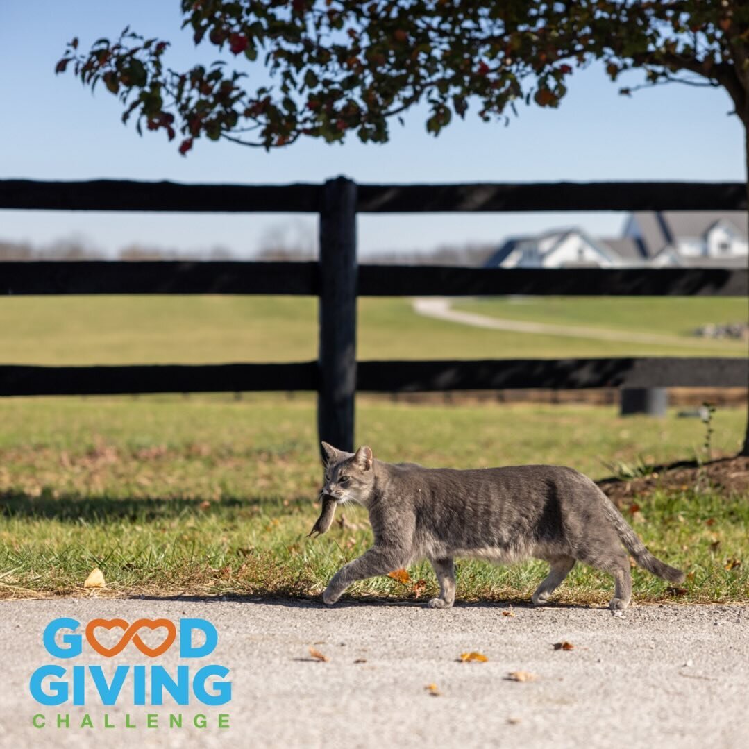 The Working Cat Project