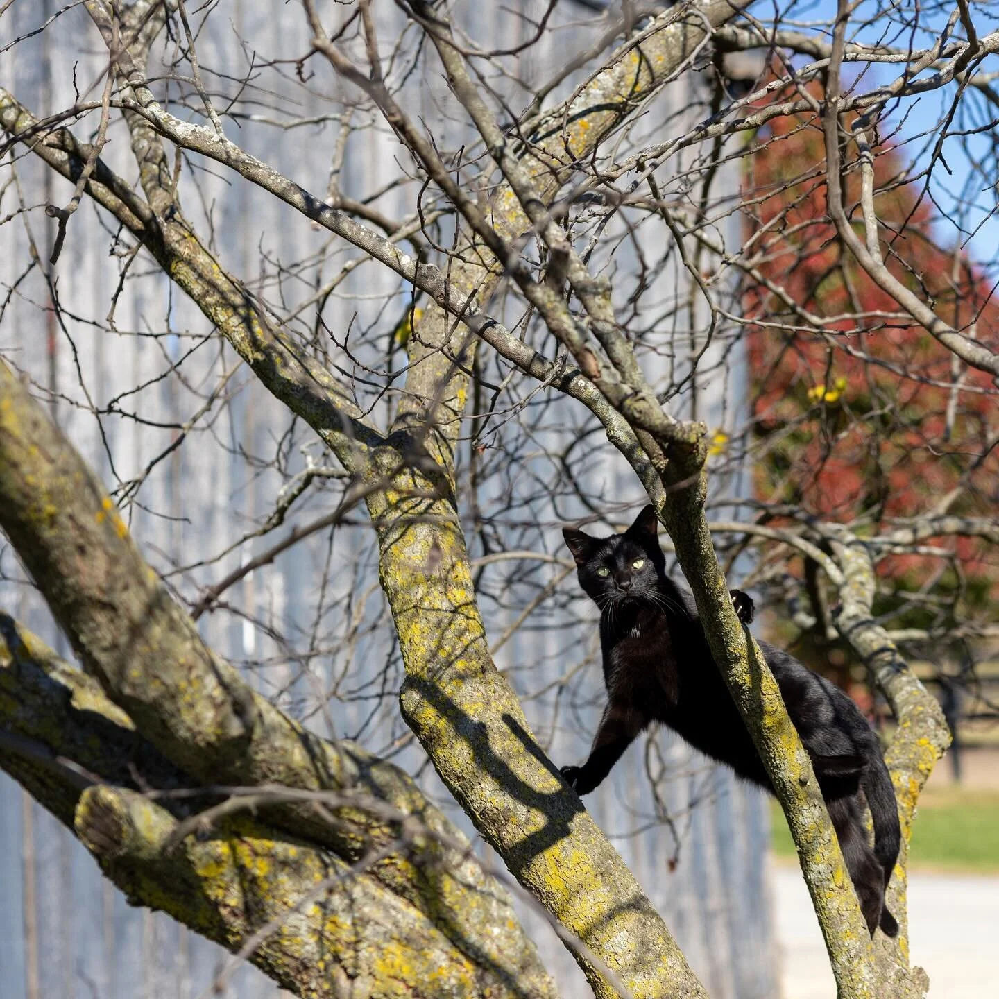 The Working Cat Project