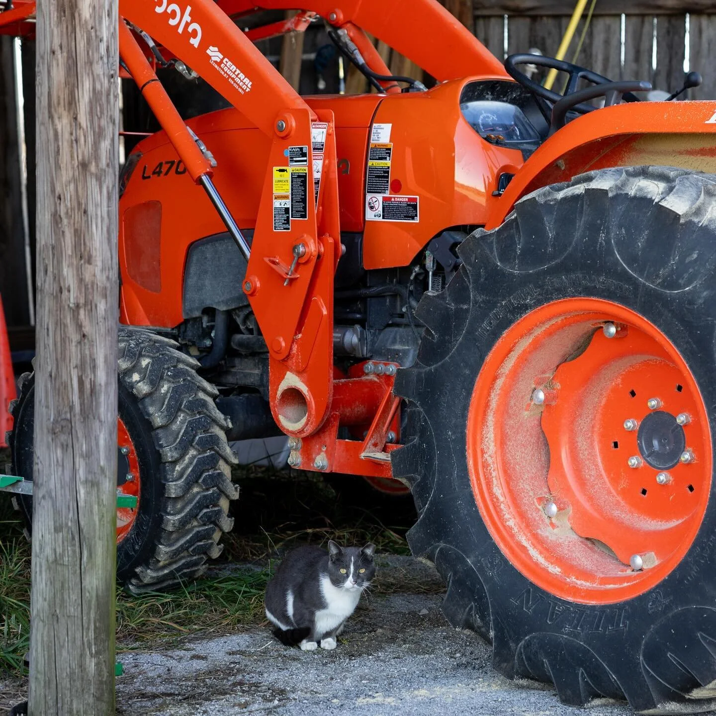 The Working Cat Project