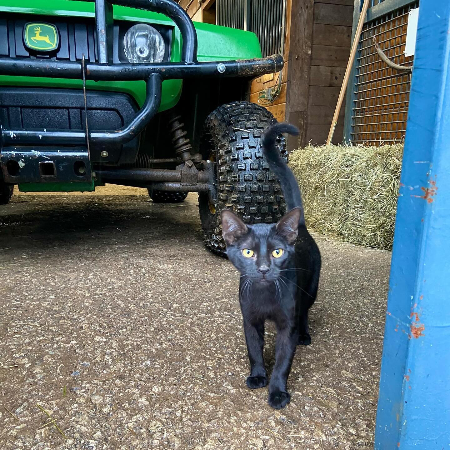 The Working Cat Project