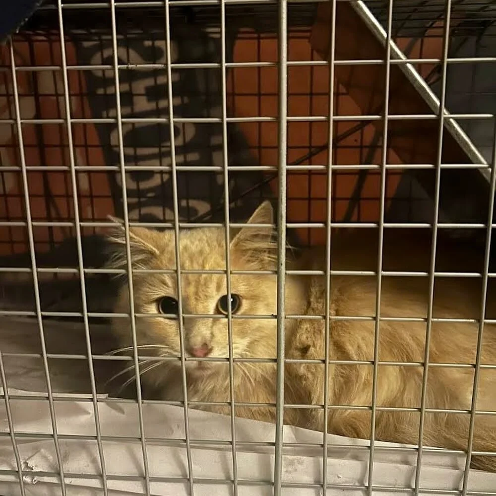 The Working Cat Project