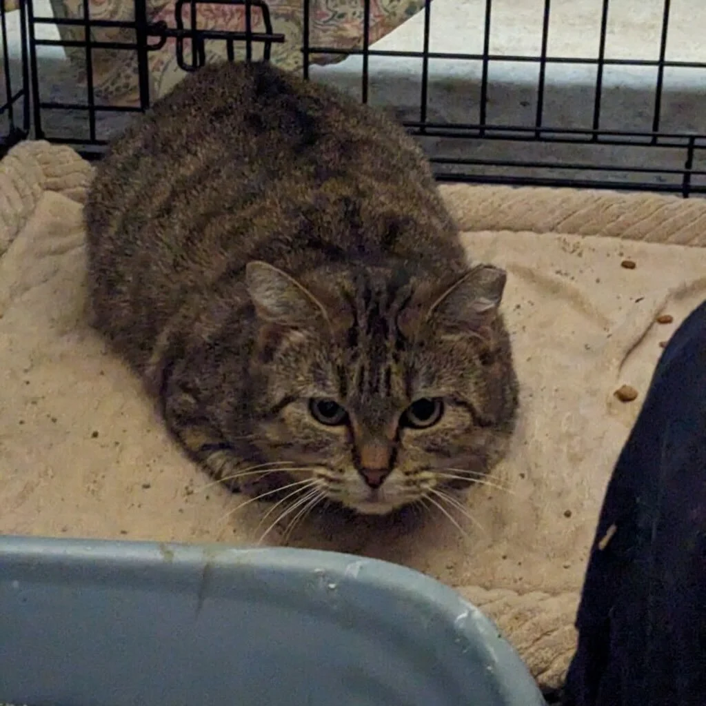 The Working Cat Project