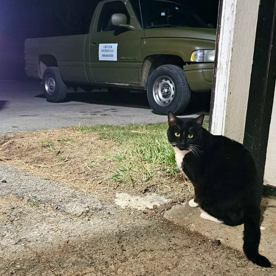 The Working Cat Project