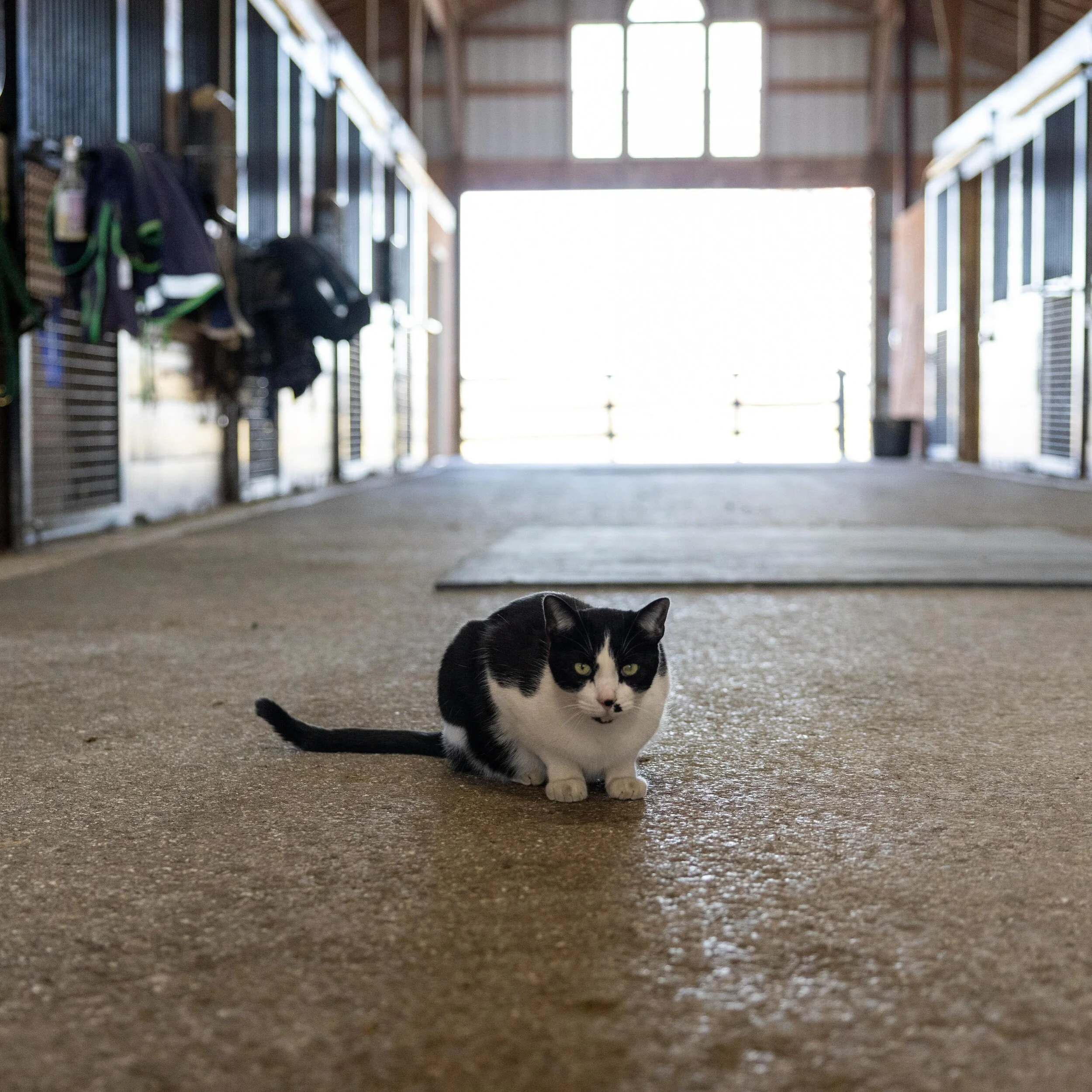 The Working Cat Project