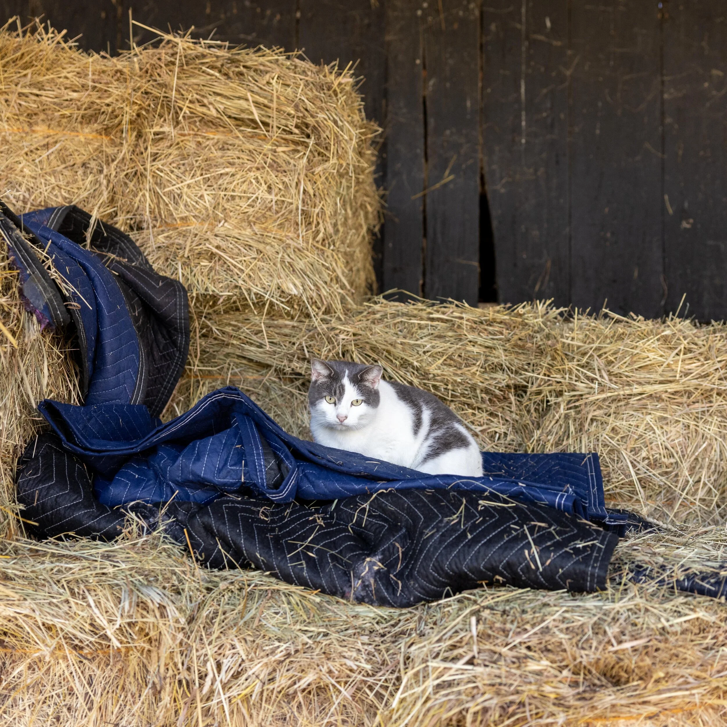 The Working Cat Project