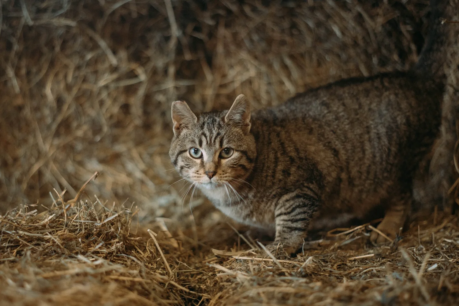 The Working Cat Project