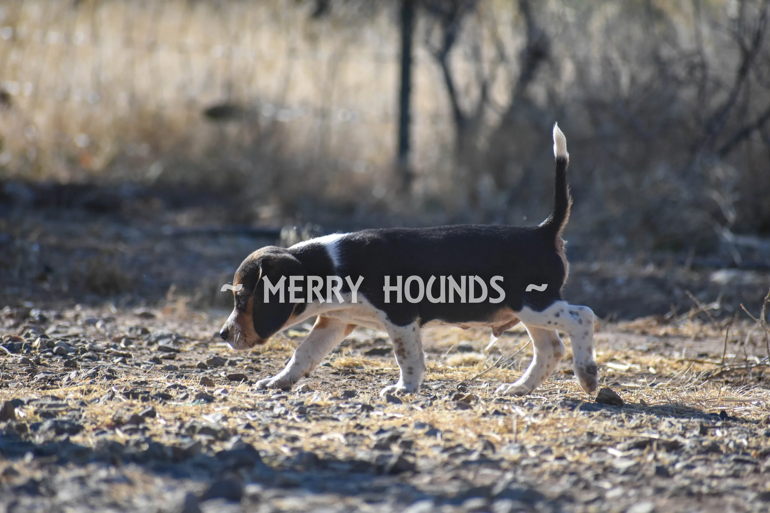 How Many Generations Can You Breed Dogs