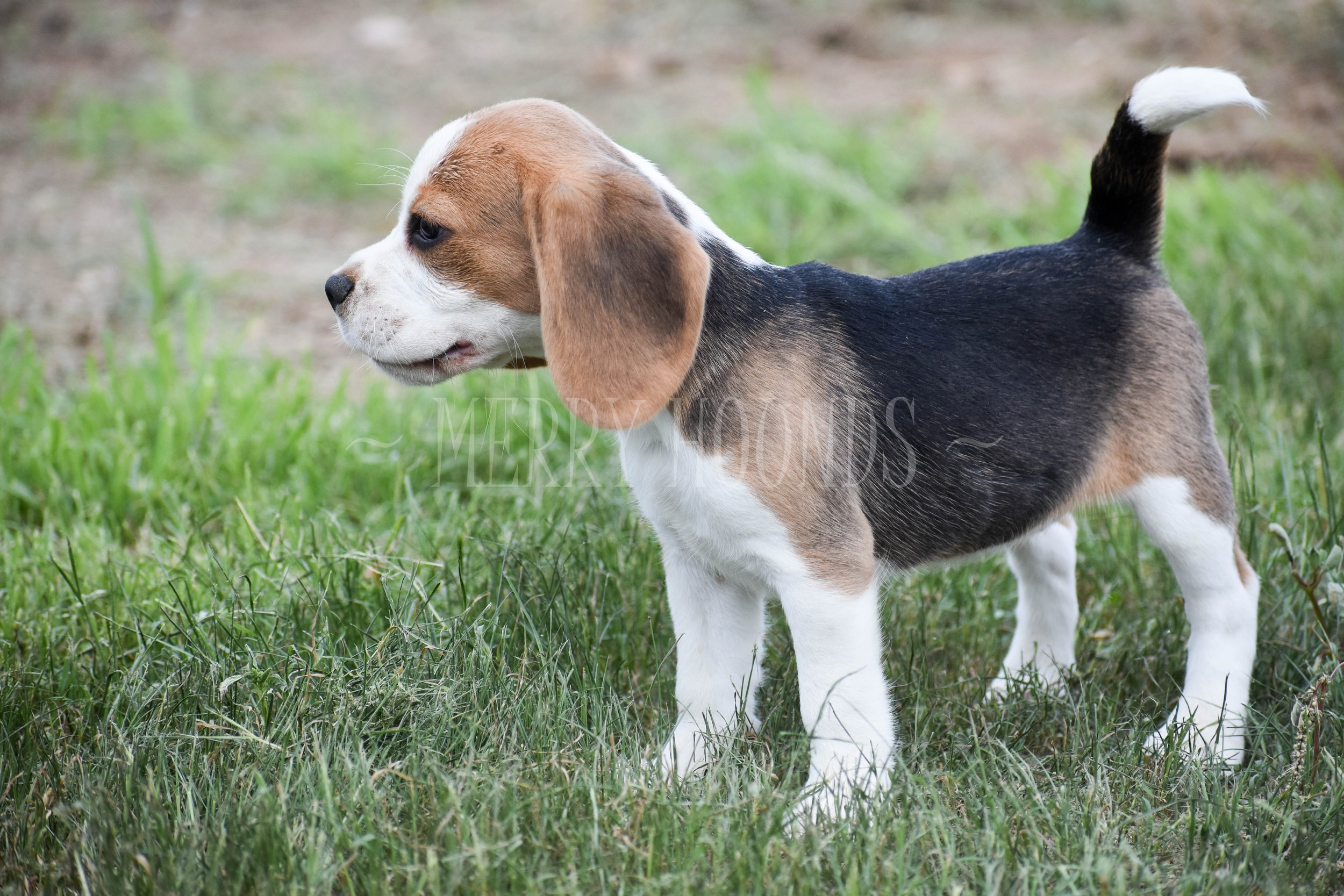 Our Hounds — Merry Hounds