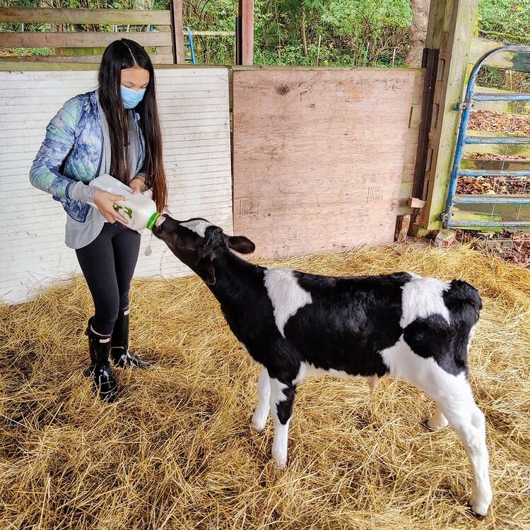 Visit — Ballydídean Farm Sanctuary