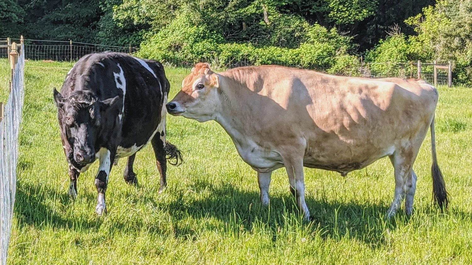 Residents — Ballydídean Farm Sanctuary