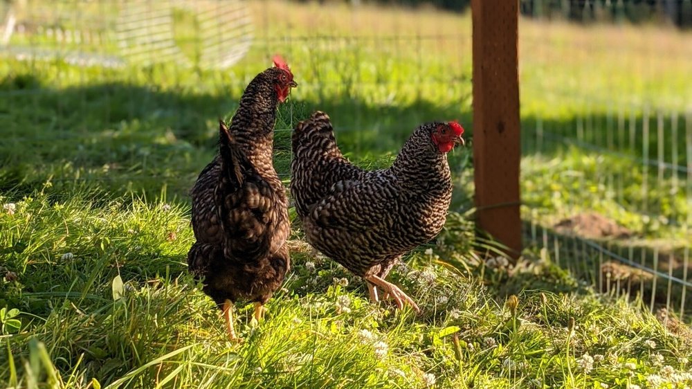 Residents — Ballydídean Farm Sanctuary